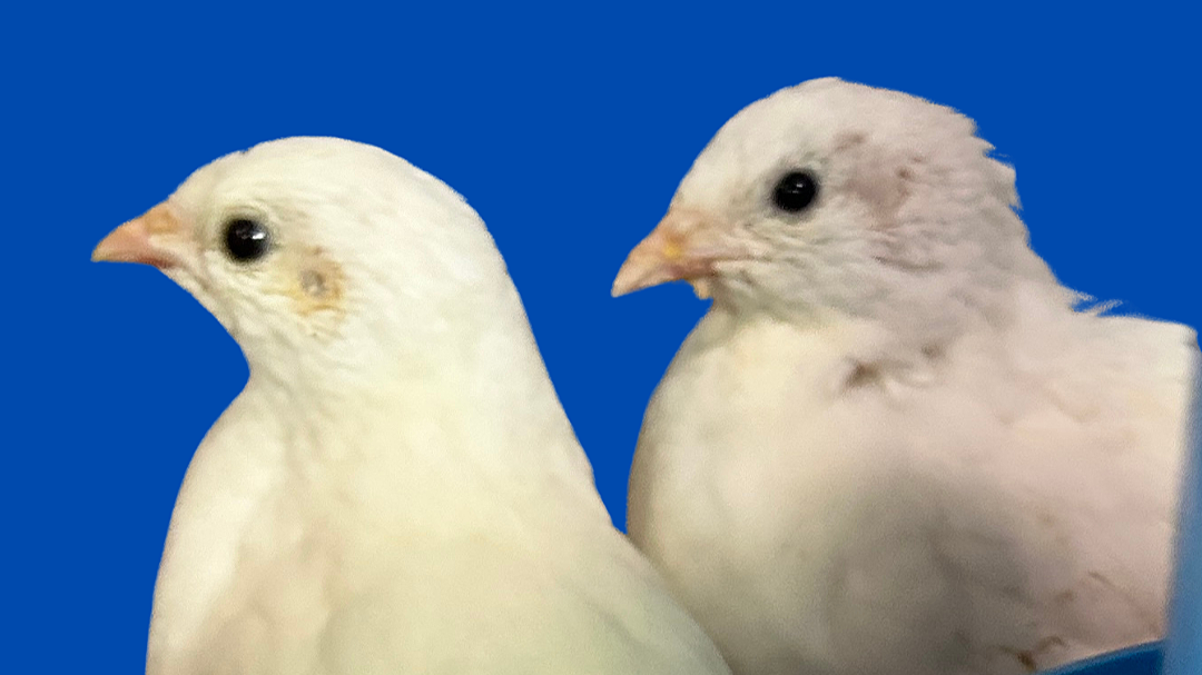 The Button Quail Store at Bryant's Roost