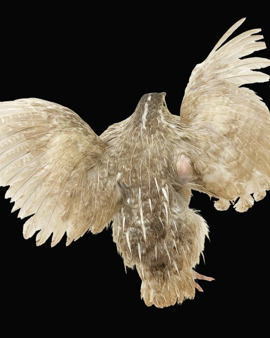 Quail chicks for sale near you! I can have them ready for you to pick ...