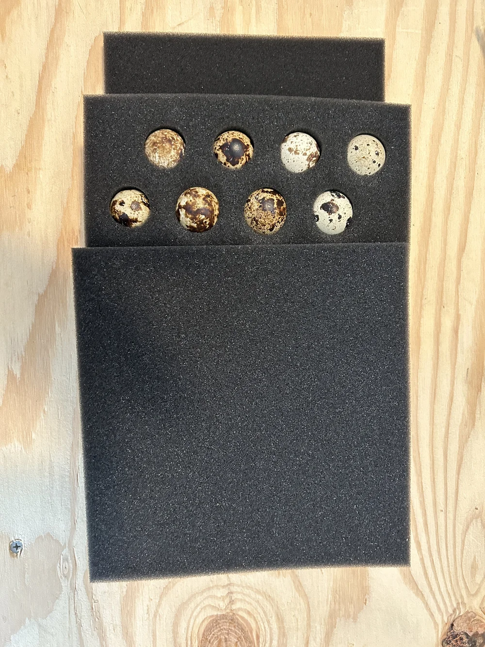 Jumbo Pharaoh Coturnix Quail Hatching eggs to be incubated to begin ...