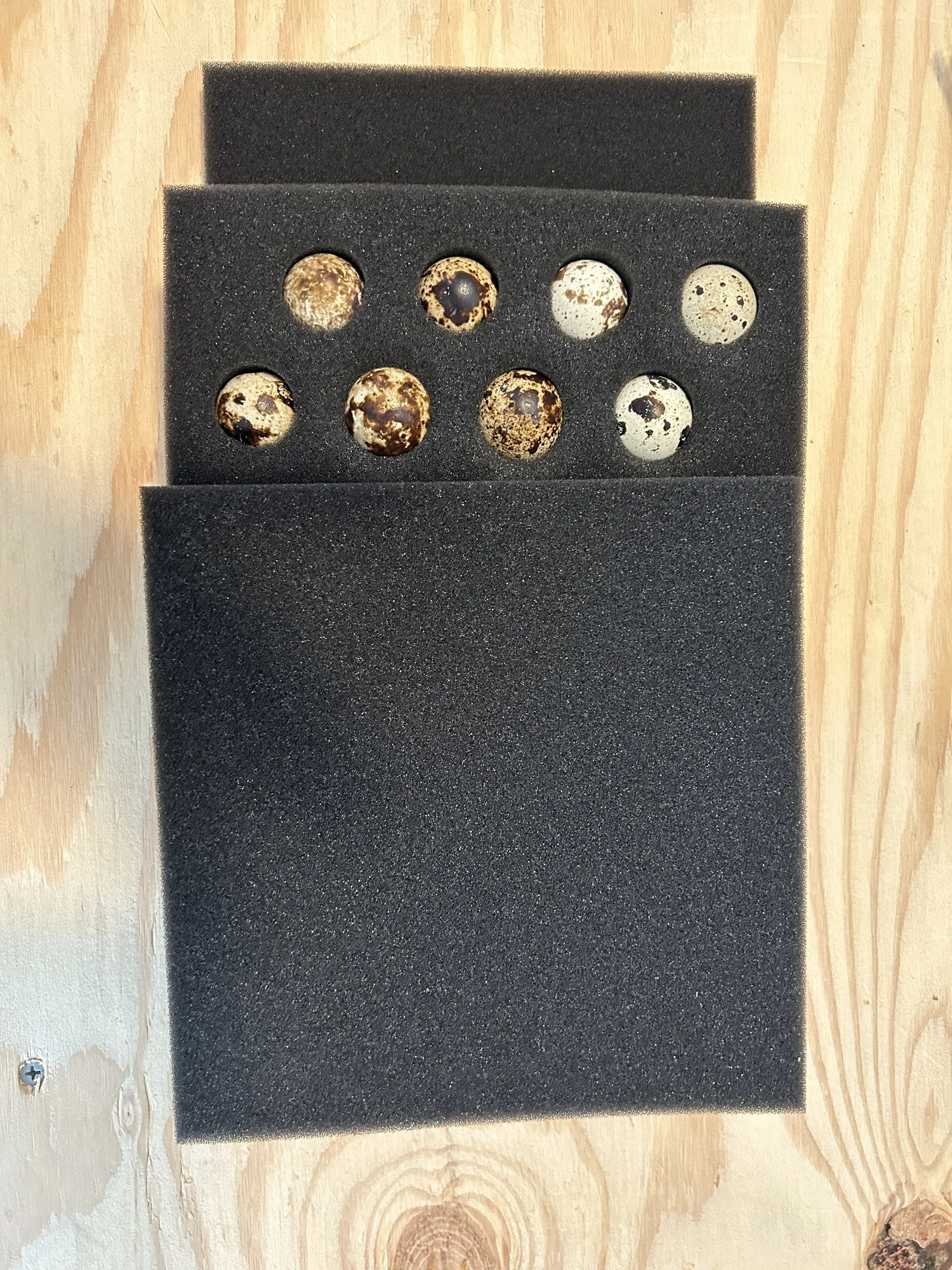 Jumbo Pharaoh Coturnix Quail Hatching eggs to be incubated to begin ...