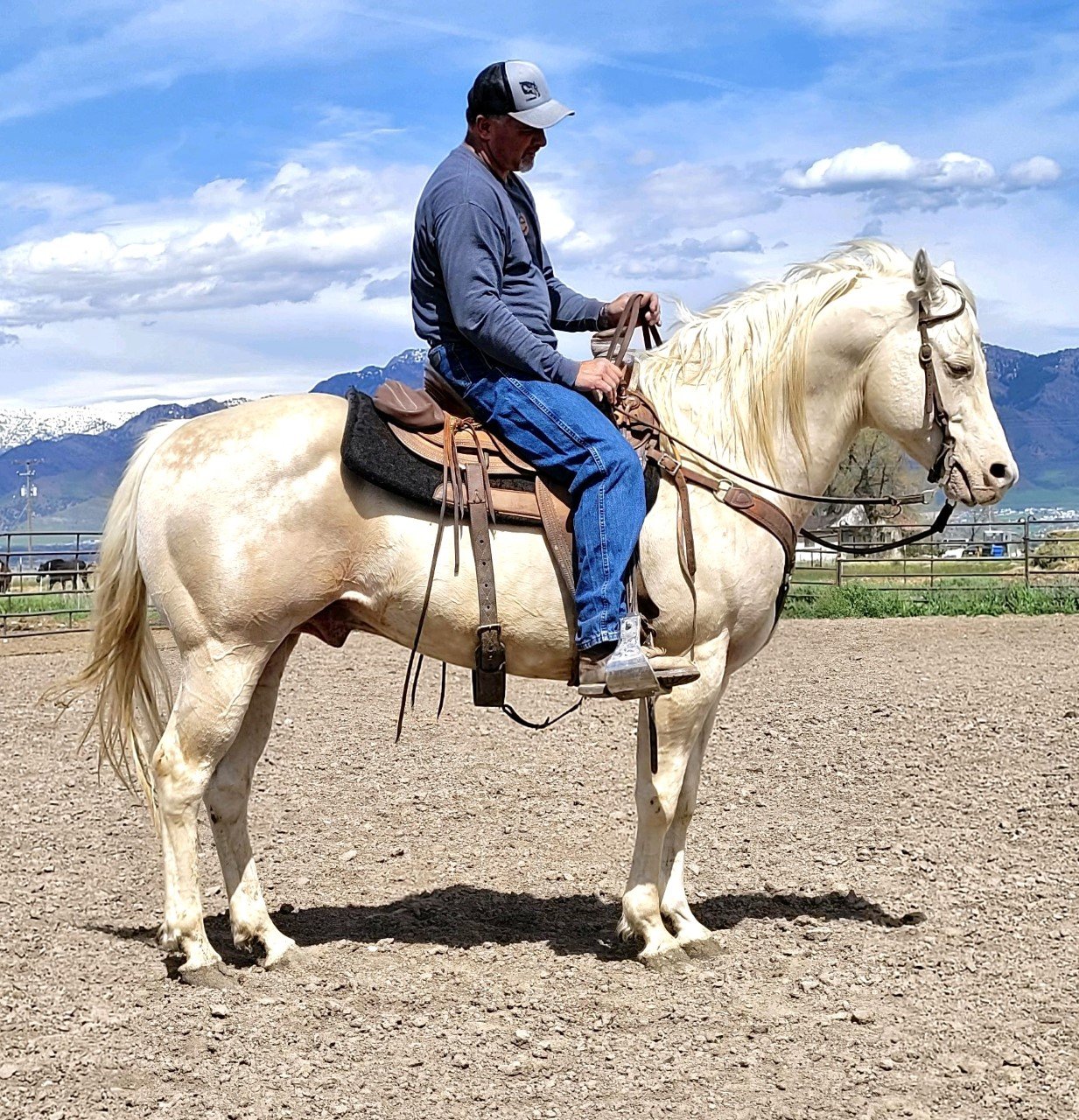 Performance Stallions — SK Ranch