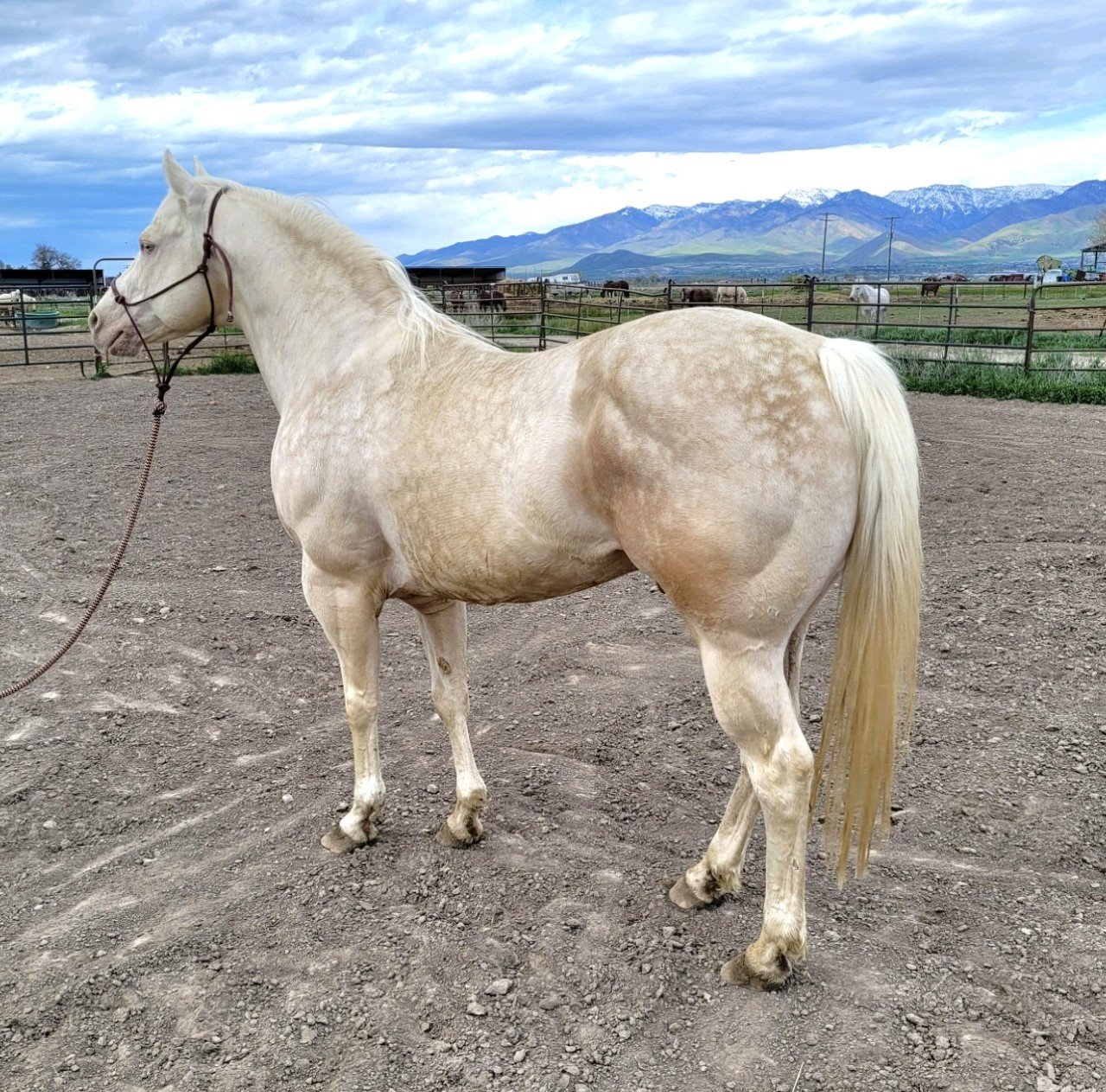 Performance Stallions — SK Ranch