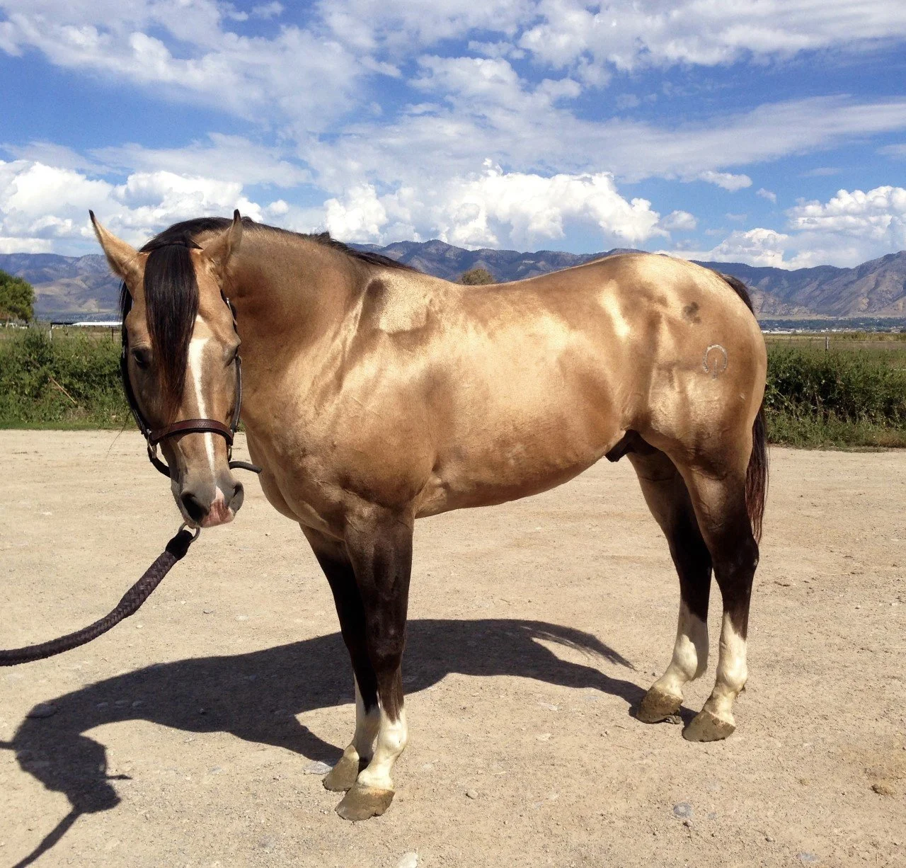 Performance Stallions — SK Ranch