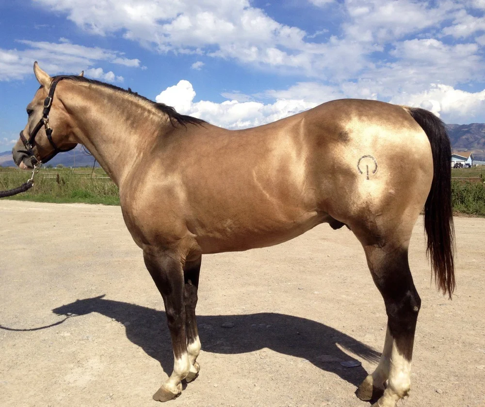 Performance Stallions — SK Ranch