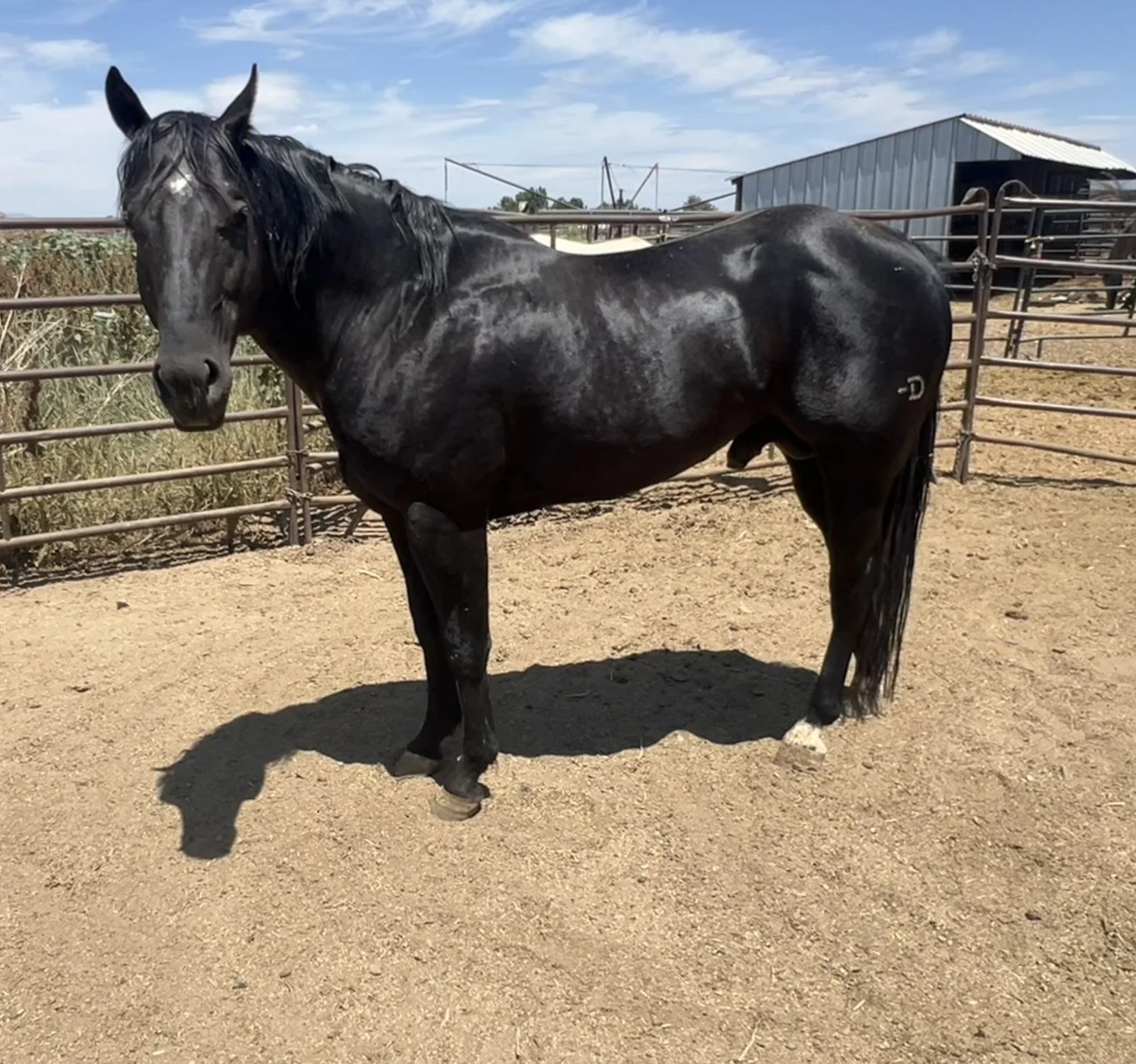 SK Ranch