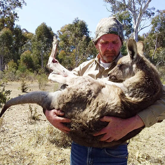 Kangaroo Rescue old — Kangaroos Alive