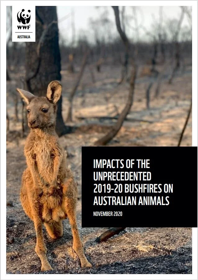 The Fires — Kangaroos Alive