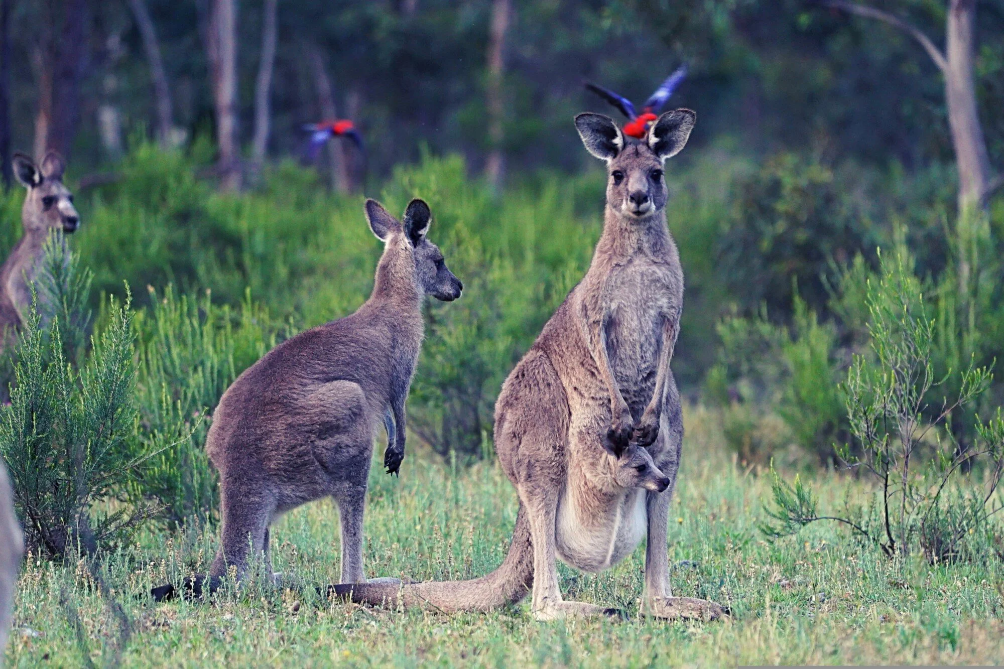 Types of Kangaroos — Kangaroos Alive