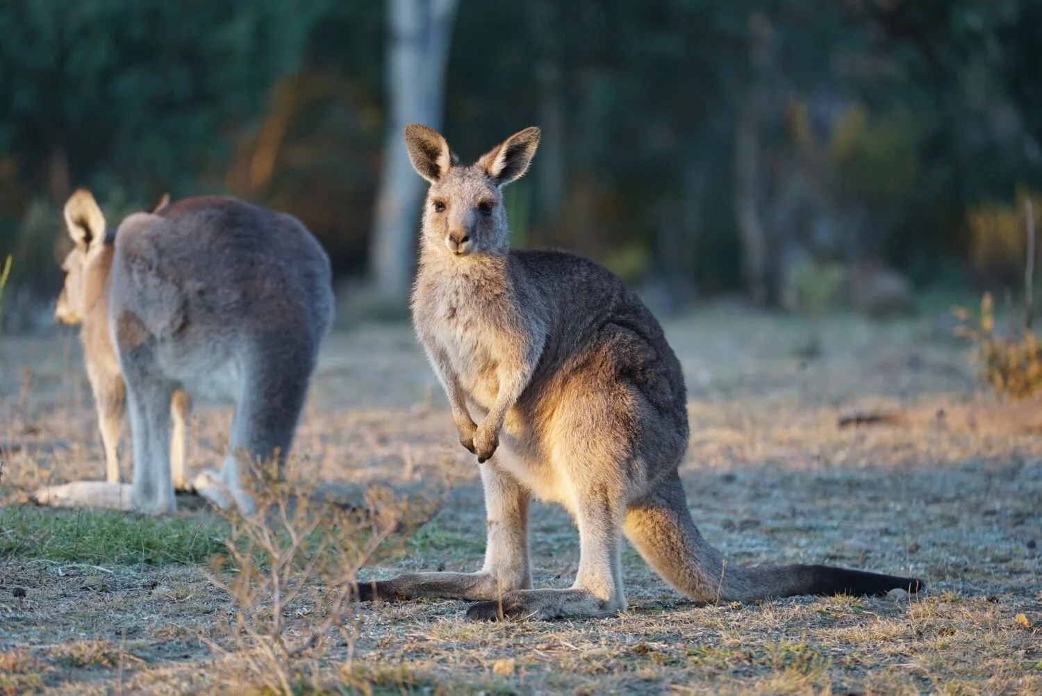 About Kangaroos — Kangaroos Alive