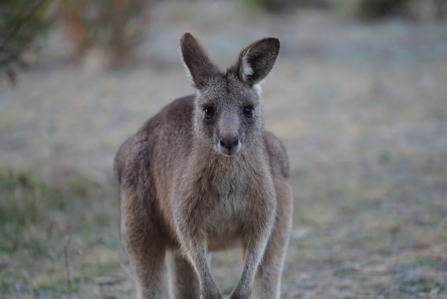 Kangaroo Population Report — Kangaroos Alive