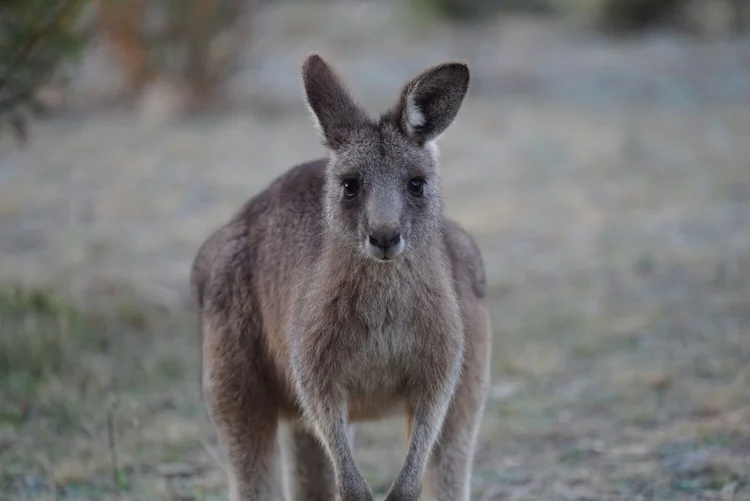 Kangaroo Population Report — Kangaroos Alive