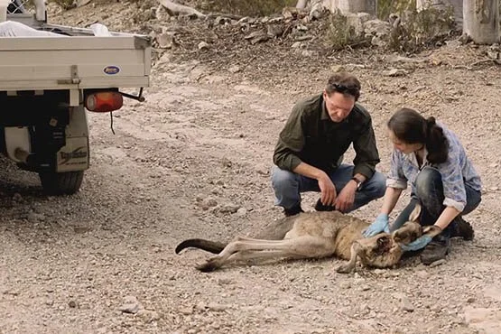 About — Kangaroos Alive