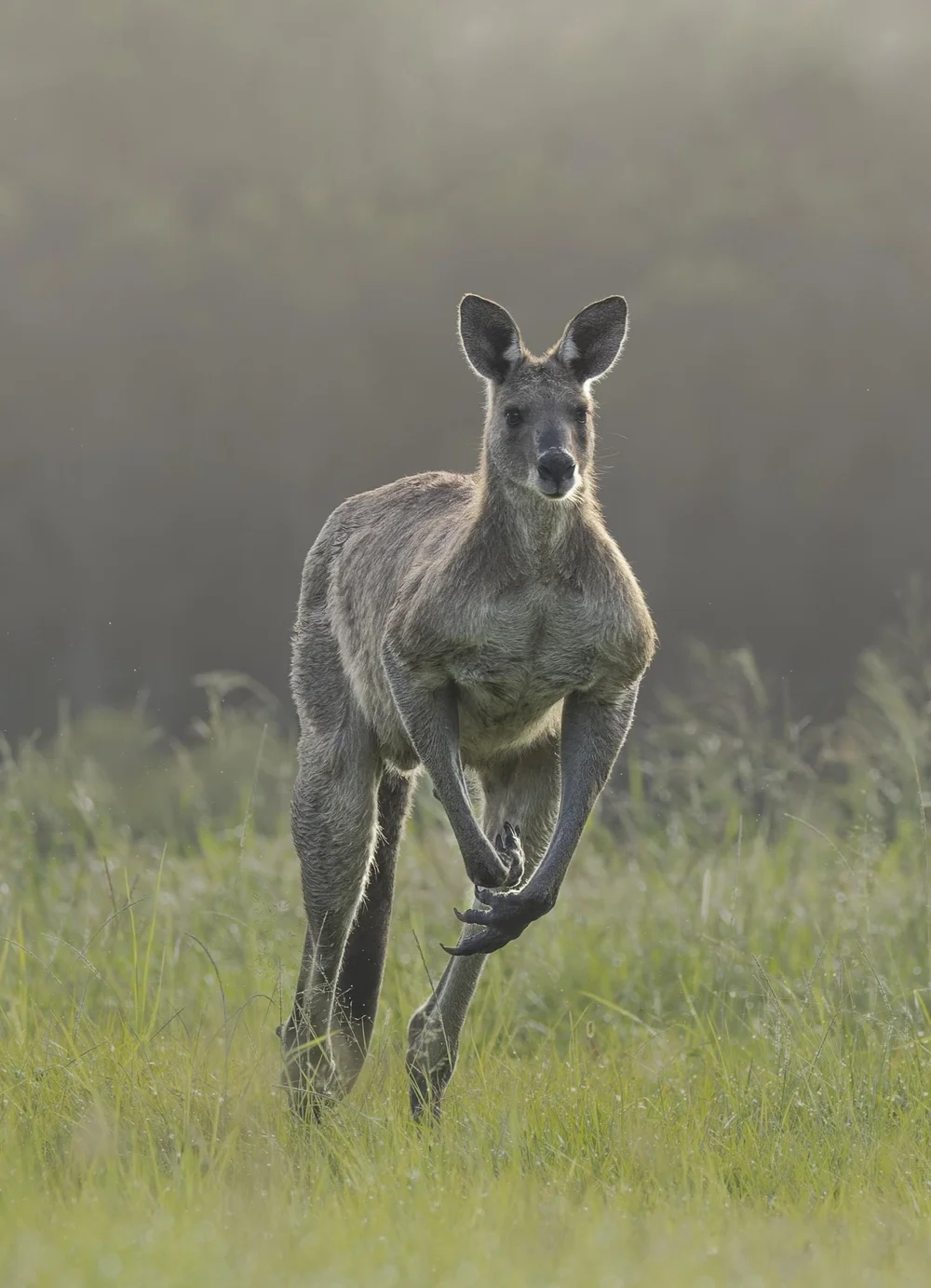 Kangaroo Population Report — Kangaroos Alive
