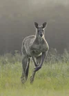 Kangaroo Population Report — Kangaroos Alive