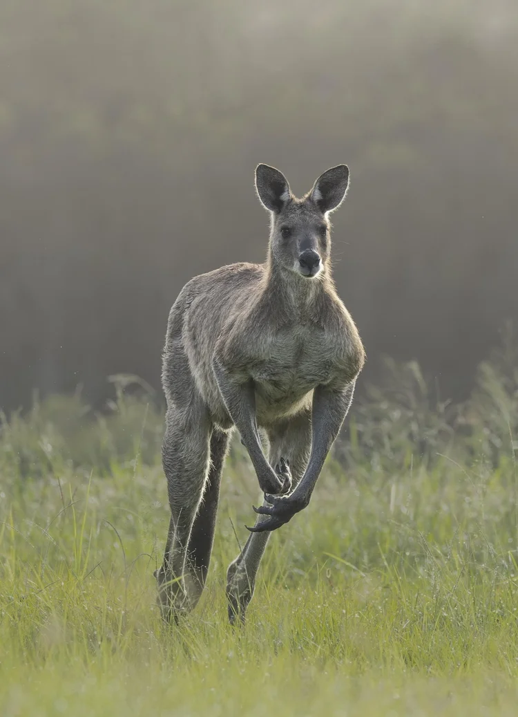 Kangaroo Population Report — Kangaroos Alive
