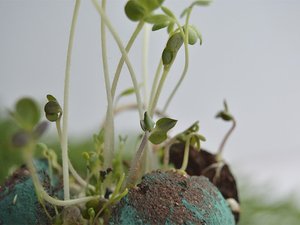 Bombas de semillas personalizables — Bridepalla