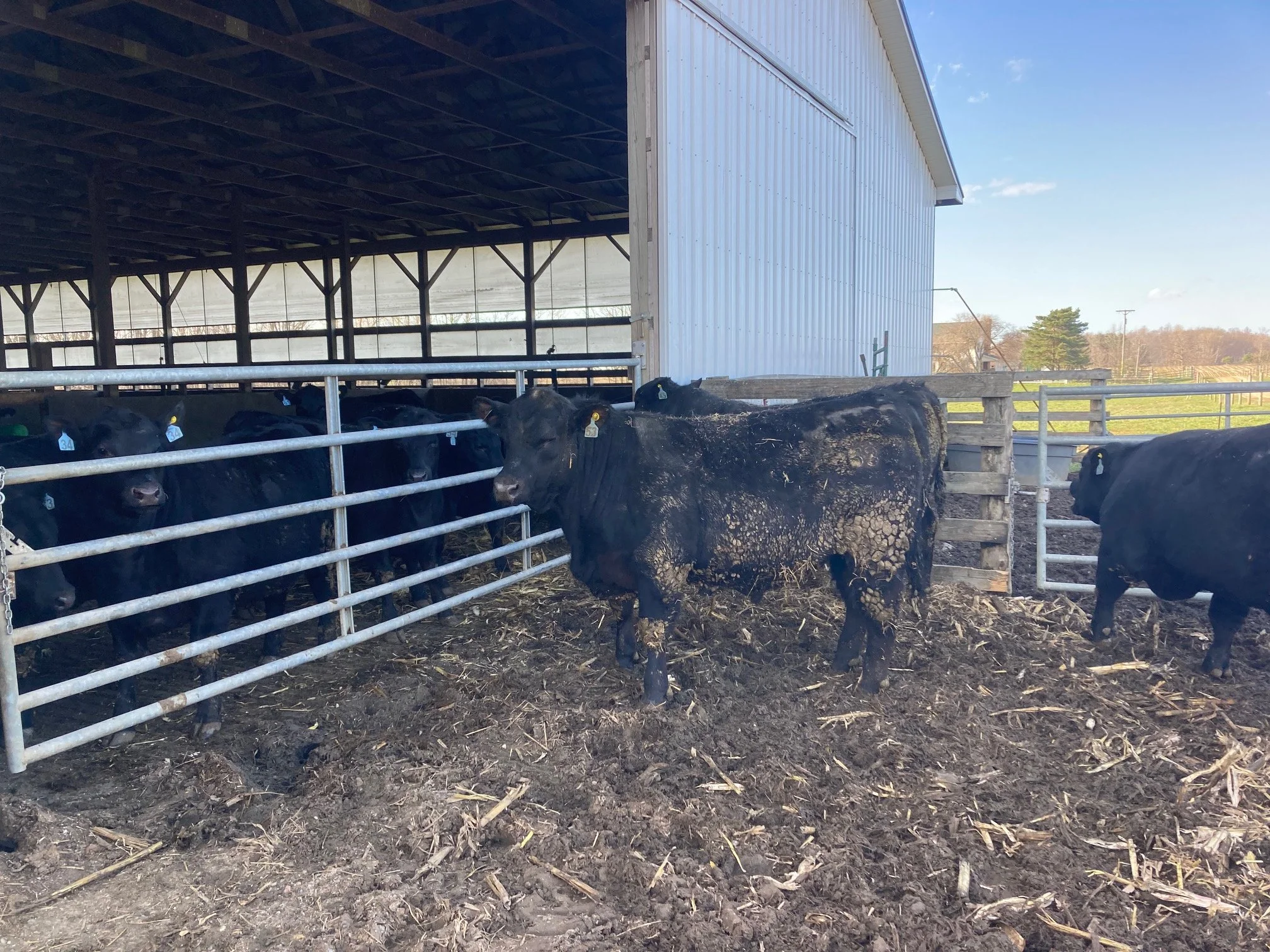 Angus Bulls for Sale & Lease — Buckmaster Farms Registered Black Angus