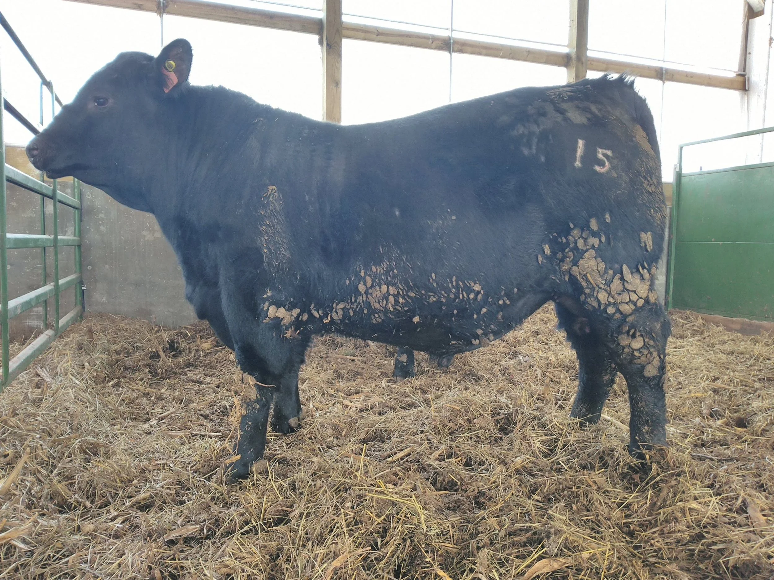 Angus Bulls for Sale & Lease — Buckmaster Farms Registered Black Angus