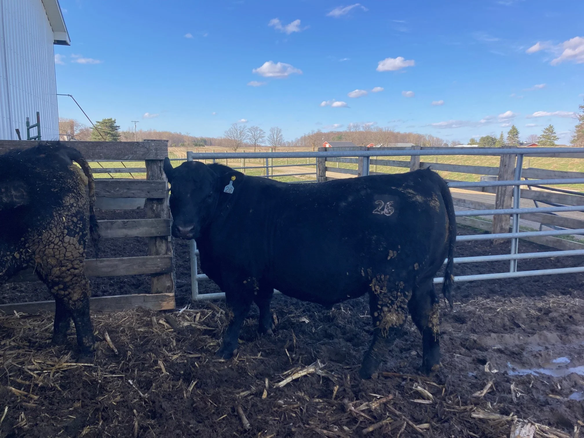 Angus Bulls for Sale & Lease — Buckmaster Farms Registered Black Angus
