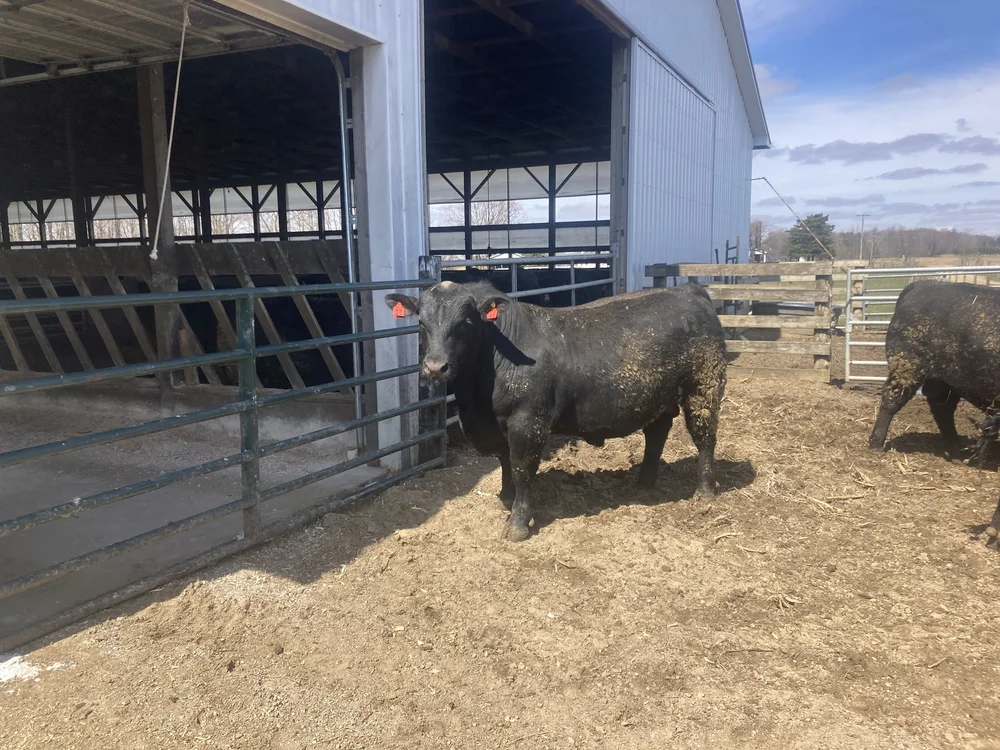 Angus Bulls for Sale & Lease — Buckmaster Farms Registered Black Angus