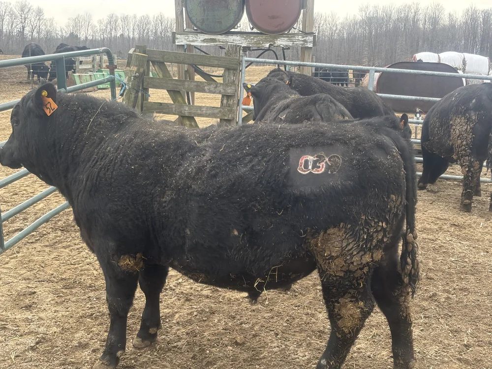 Angus Bulls for Sale & Lease — Buckmaster Farms Registered Black Angus