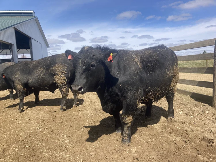 Angus Bulls for Sale & Lease — Buckmaster Farms Registered Black Angus