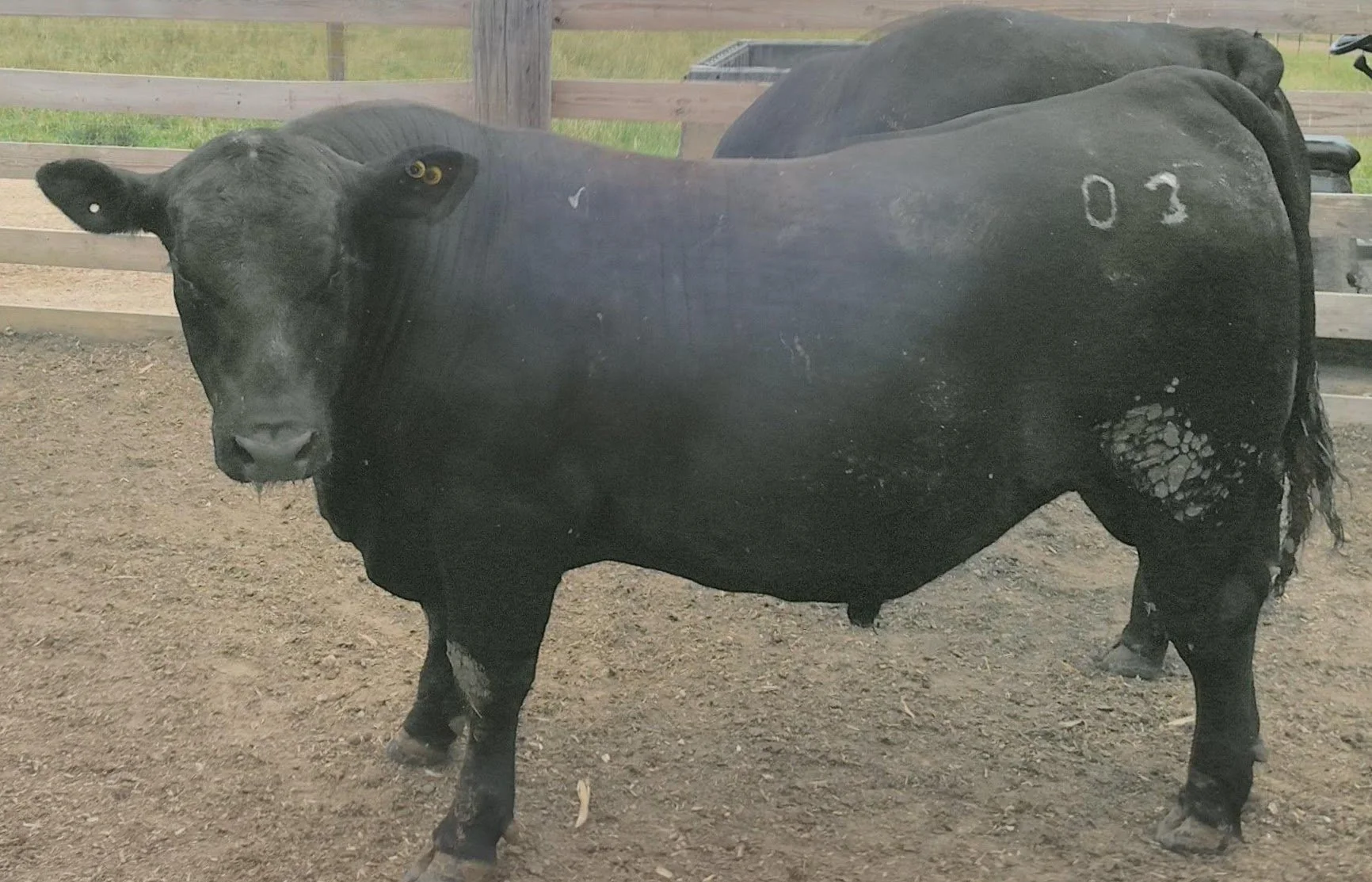 Angus Bulls for Sale & Lease — Buckmaster Farms Registered Black Angus
