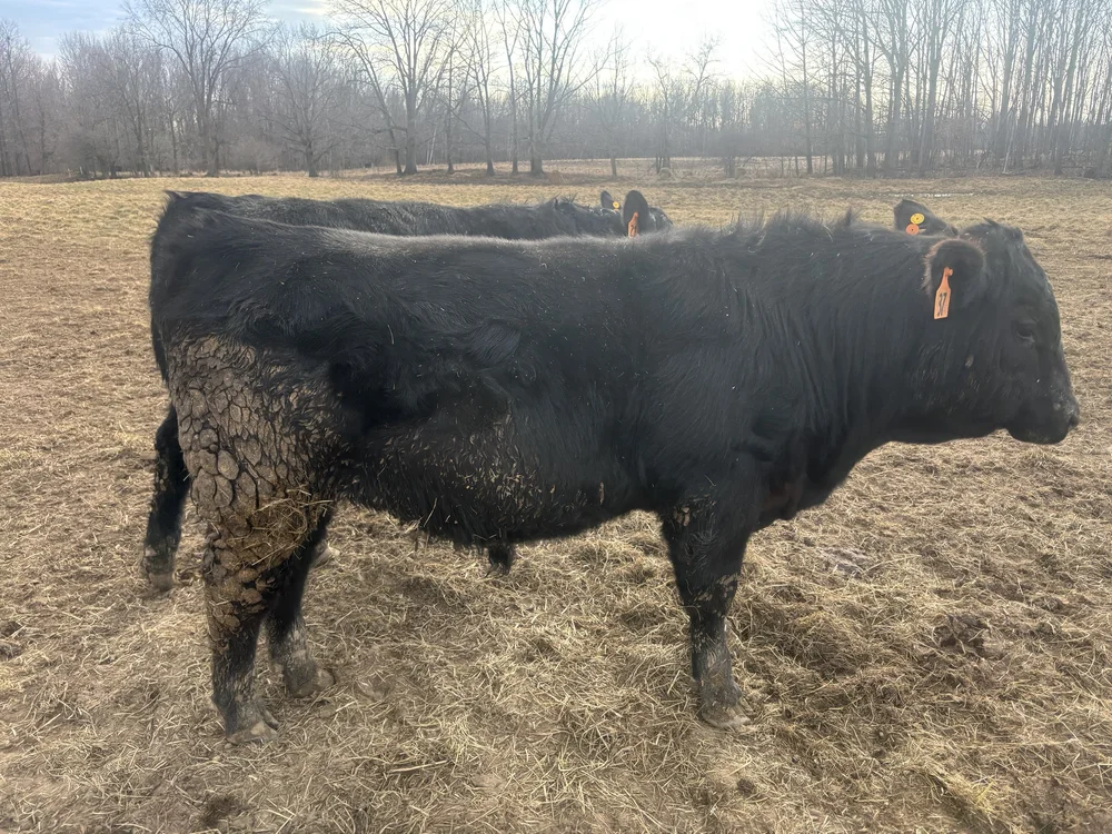 Angus Bulls for Sale & Lease — Buckmaster Farms Registered Black Angus