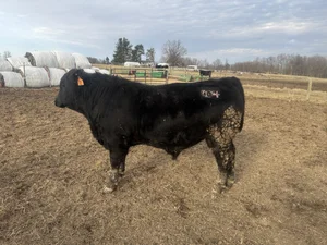 Angus Bulls for Sale & Lease — Buckmaster Farms Registered Black Angus