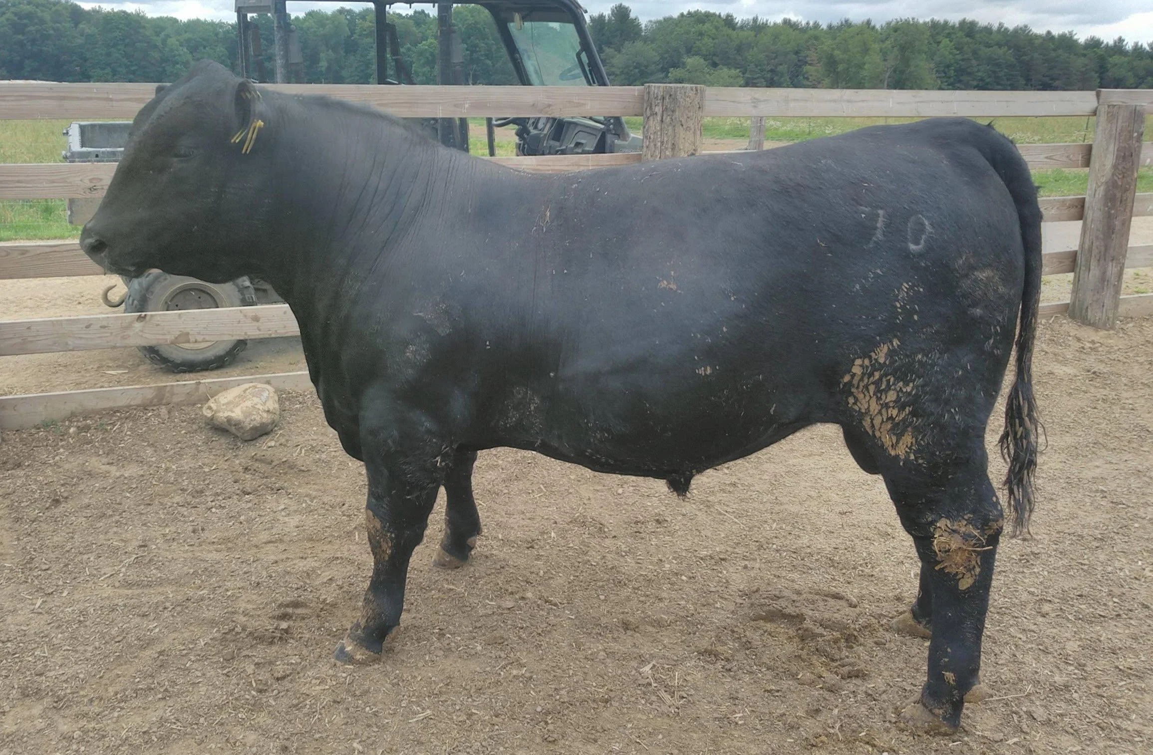 Angus Bulls for Sale & Lease — Buckmaster Farms Registered Black Angus