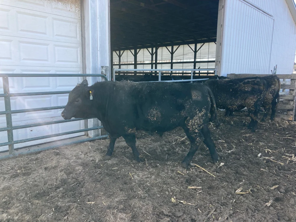 Angus Bulls for Sale & Lease — Buckmaster Farms Registered Black Angus