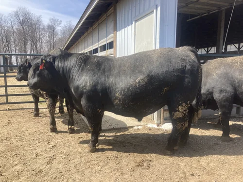 Angus Bulls for Sale & Lease — Buckmaster Farms Registered Black Angus