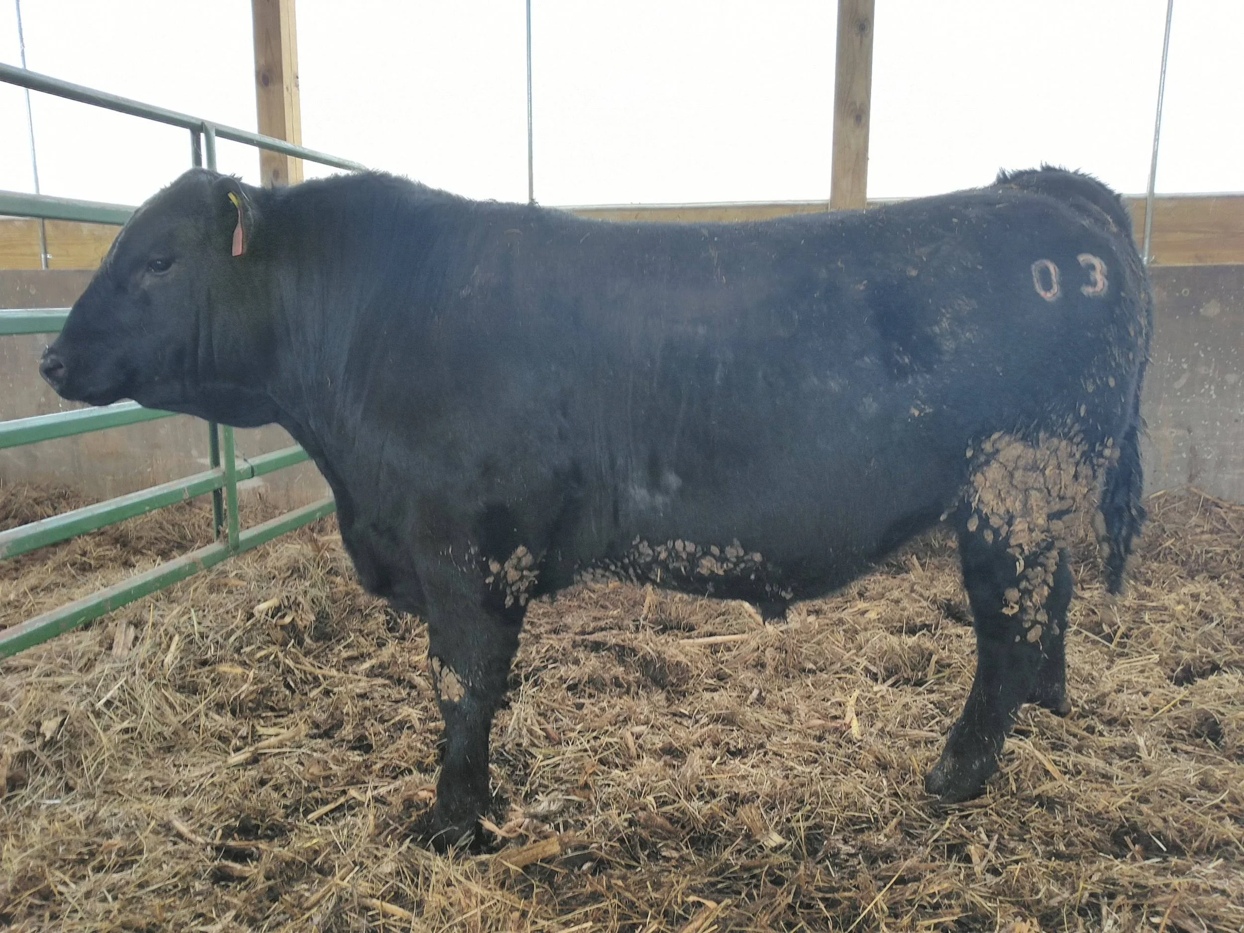 Angus Bulls for Sale & Lease — Buckmaster Farms Registered Black Angus