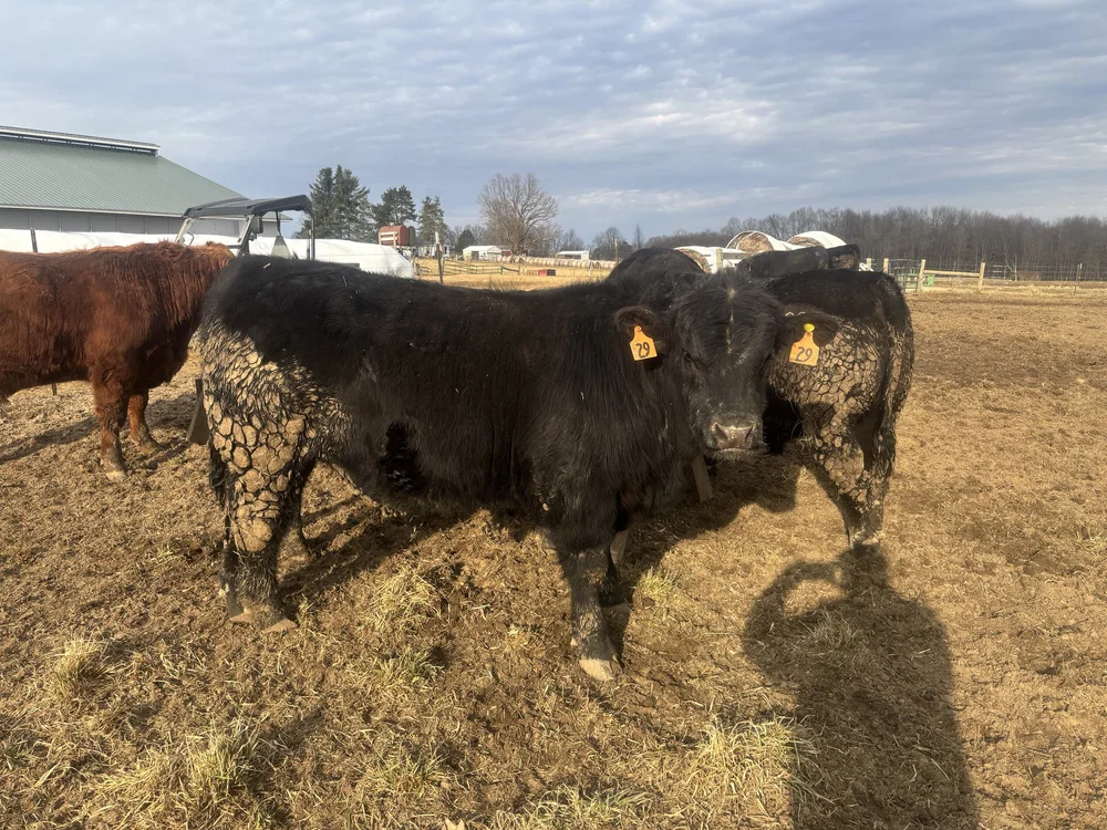 Angus Bulls for Sale & Lease — Buckmaster Farms Registered Black Angus