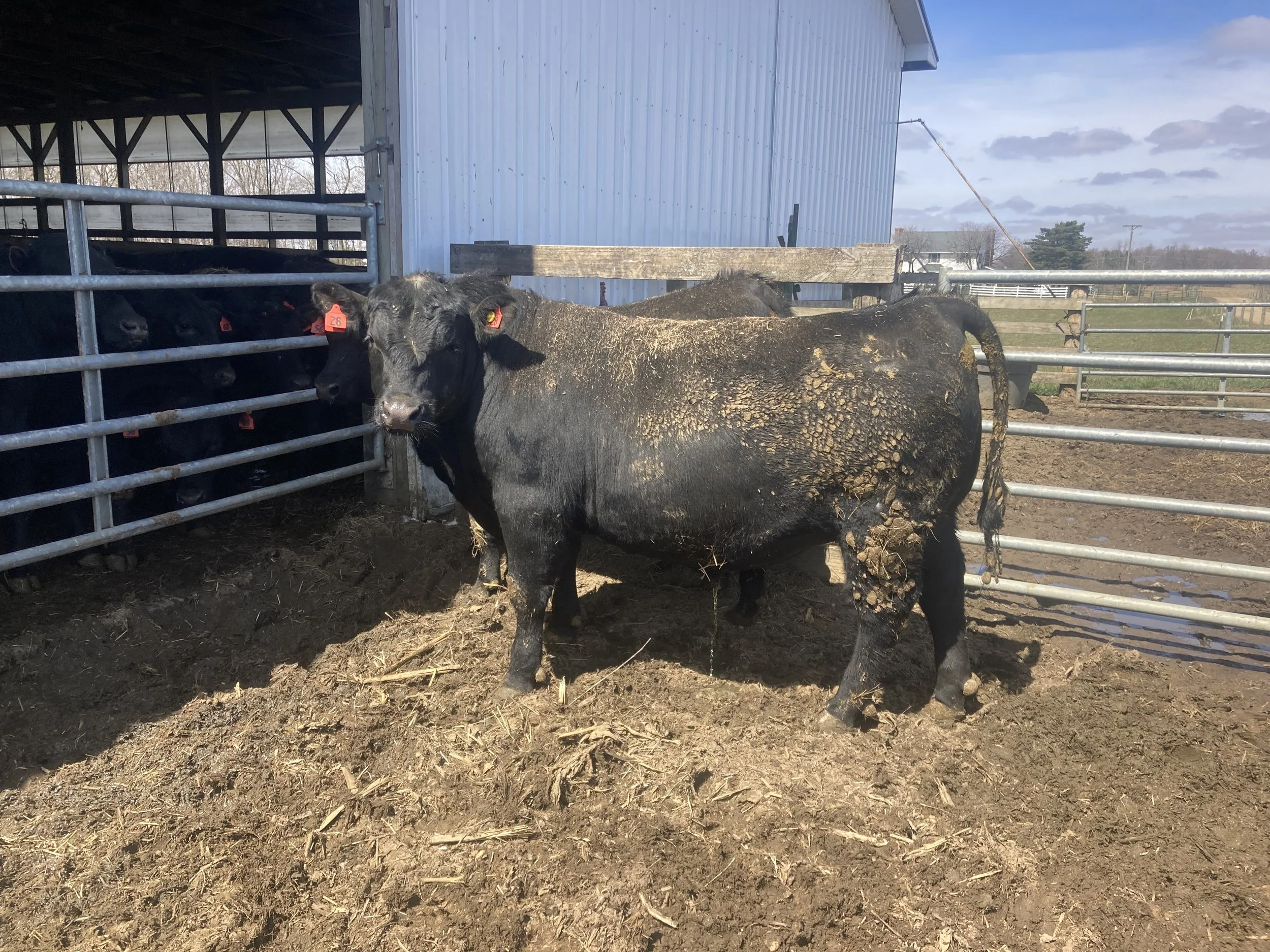 Angus Bulls for Sale & Lease — Buckmaster Farms Registered Black Angus