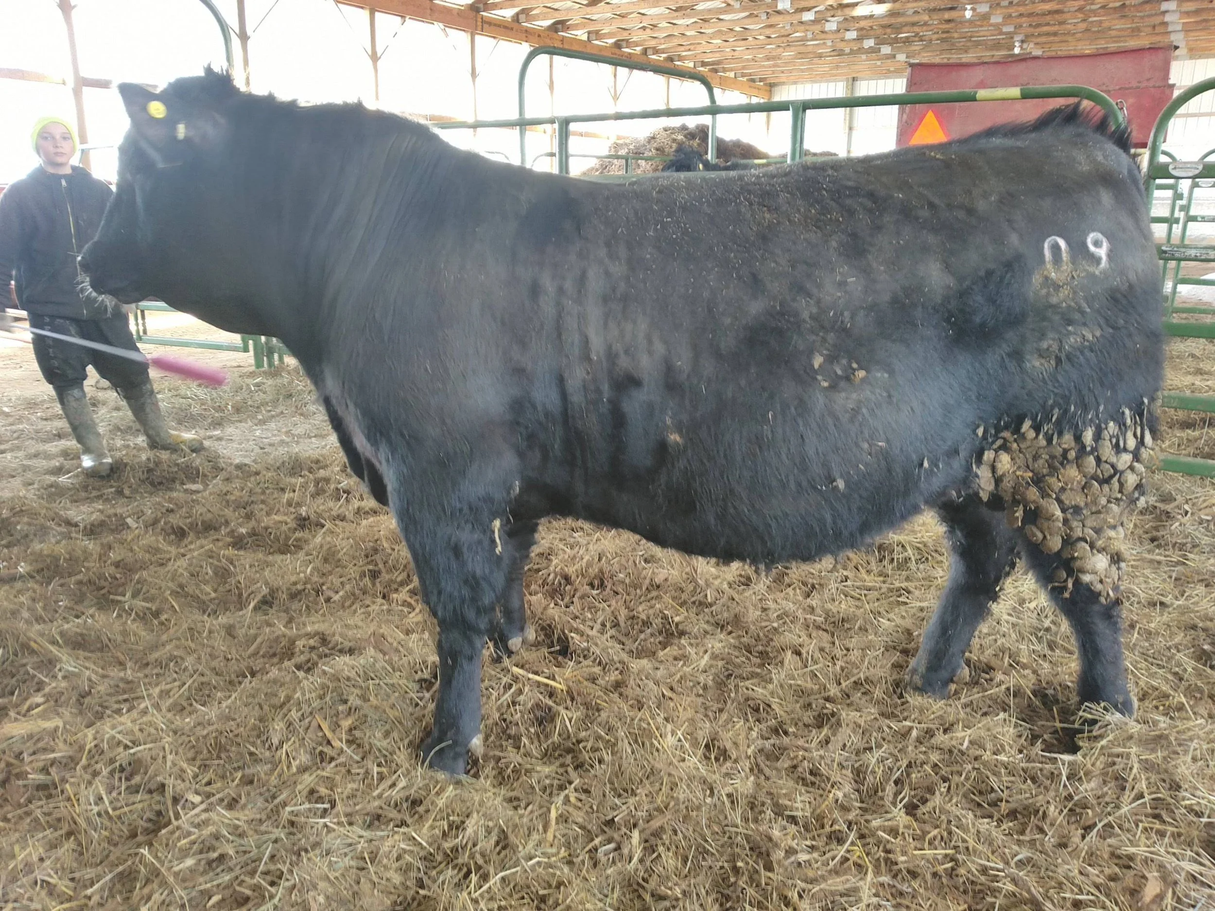 Angus Bulls for Sale & Lease — Buckmaster Farms Registered Black Angus