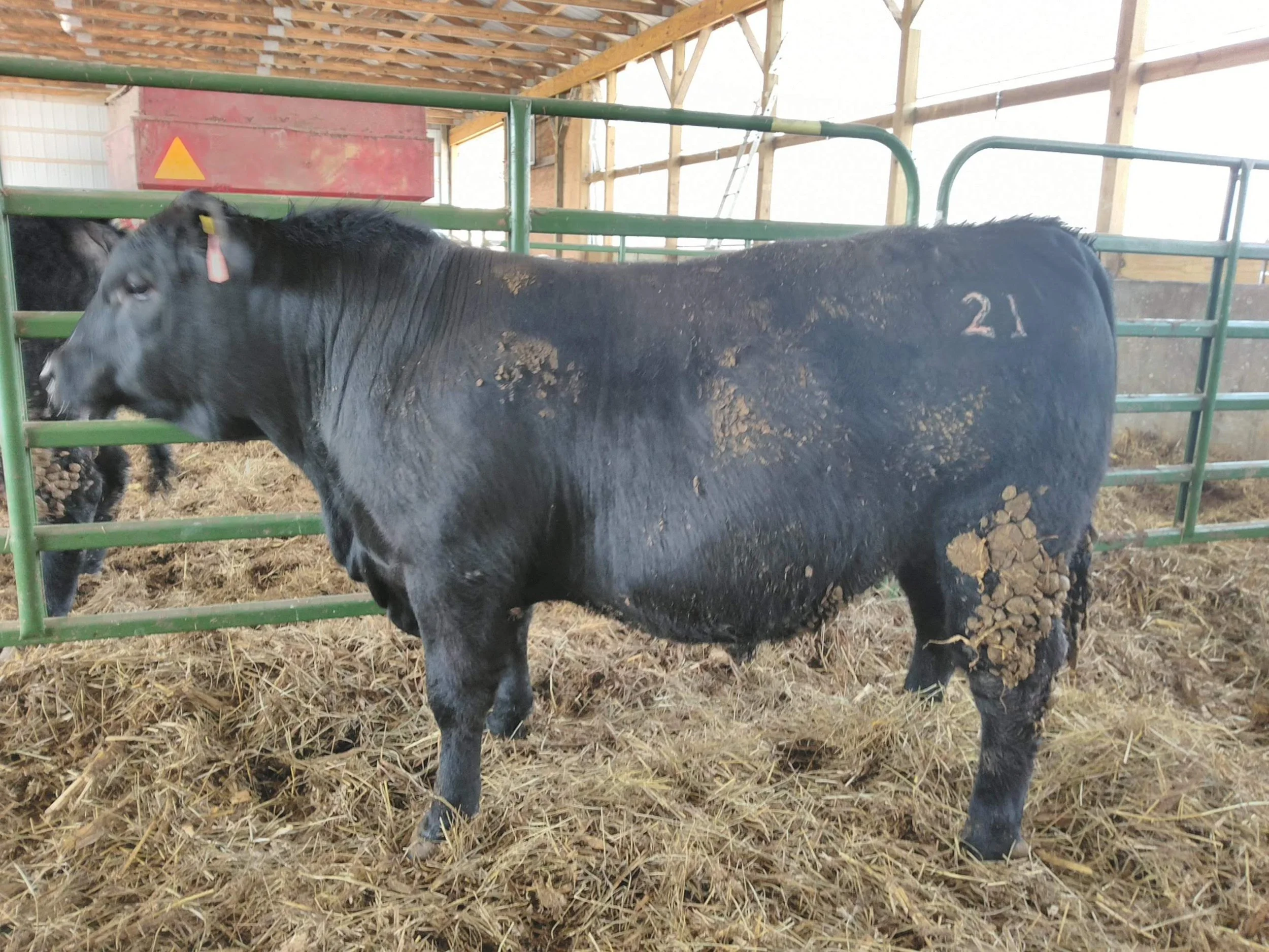 Angus Bulls for Sale & Lease — Buckmaster Farms Registered Black Angus