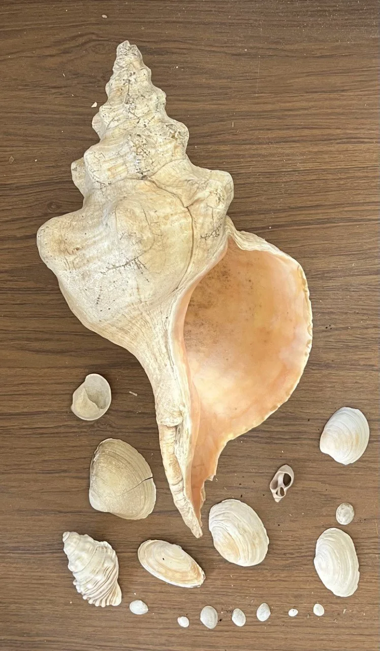Sally Sells Seashells by the Seashore – Exploring Seashells of Castine ...