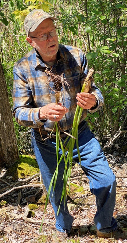 Edible and Medicinal Plant Walk on Holbrook Island — Wilson Museum