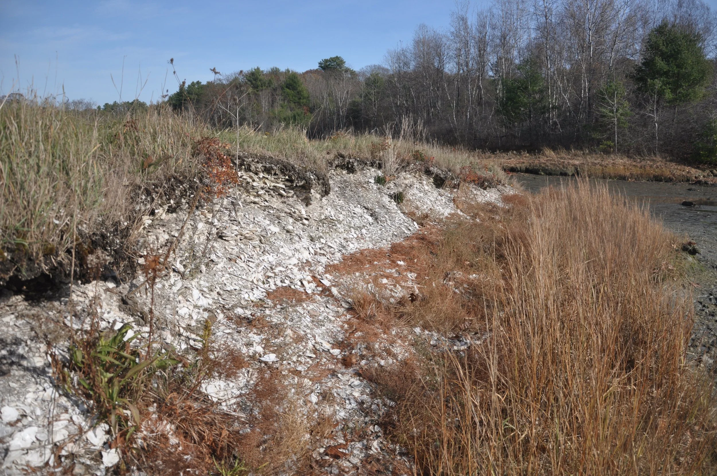 Midden Minders: Preserving Shell Heaps along the Maine Coast — Wilson ...