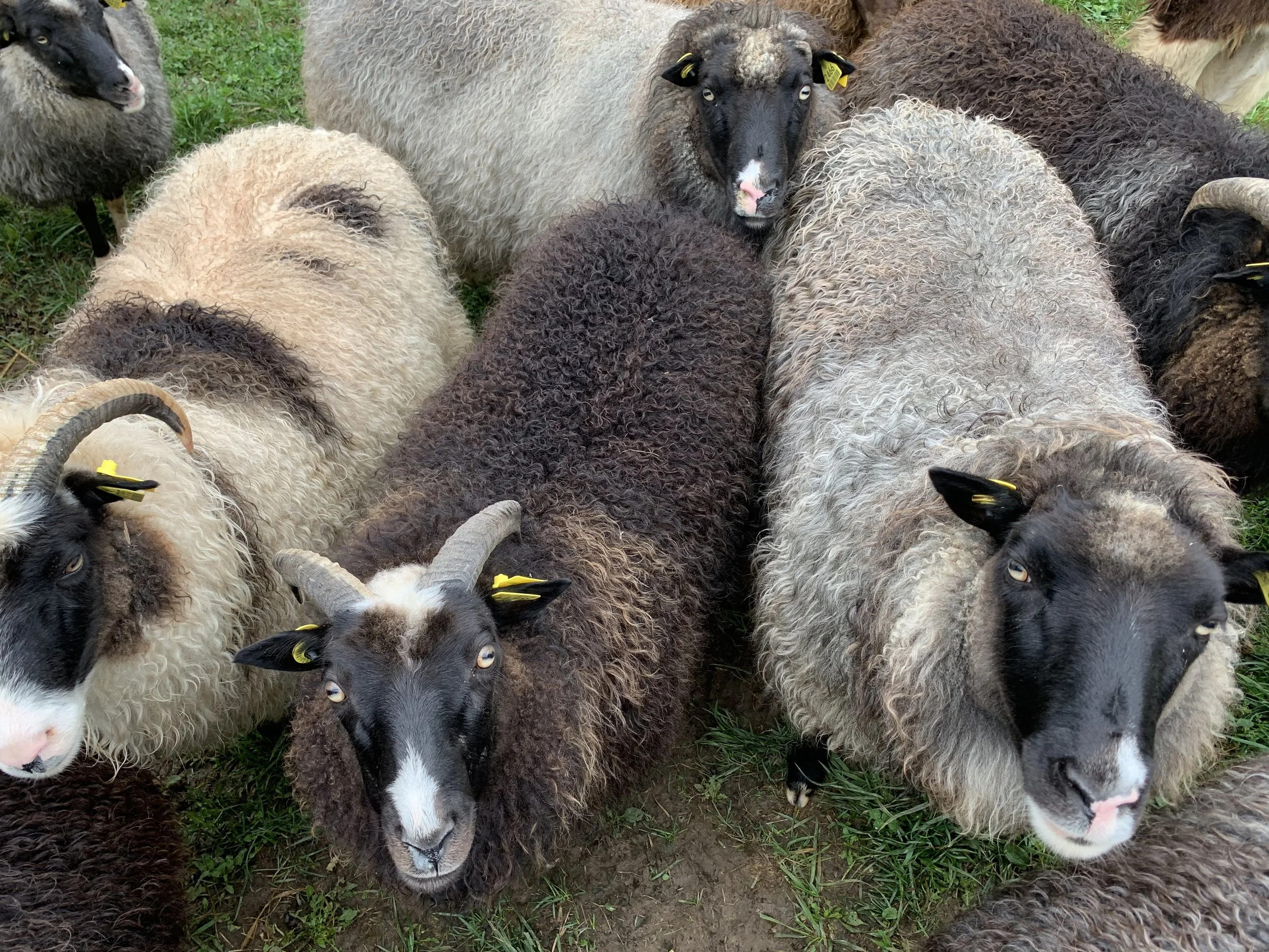 Kimber Valley Farms