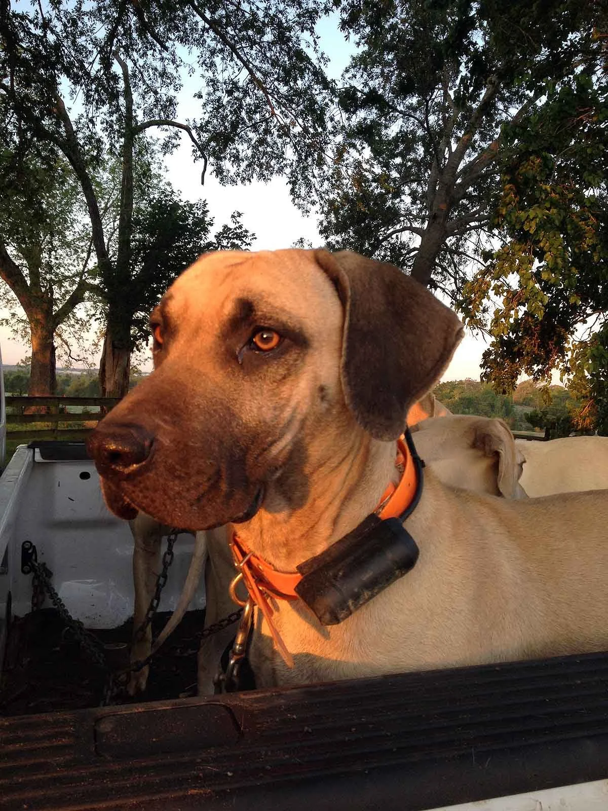 Photo Album — Black Mouth Cur Cowdogs