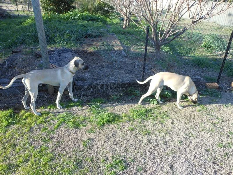 Photo Album — Black Mouth Cur Cowdogs