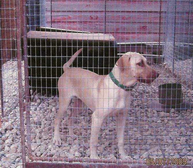Photo Album — Black Mouth Cur Cowdogs