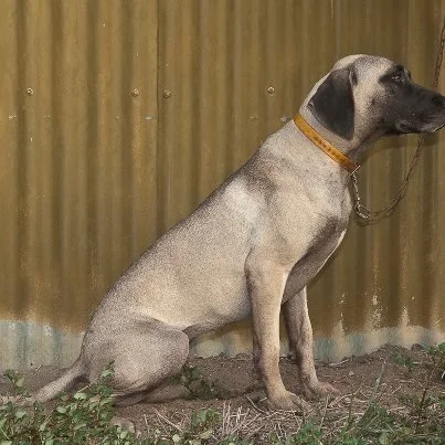 Photo Album — Black Mouth Cur Cowdogs