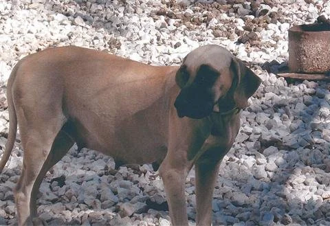Photo Album — Black Mouth Cur Cowdogs