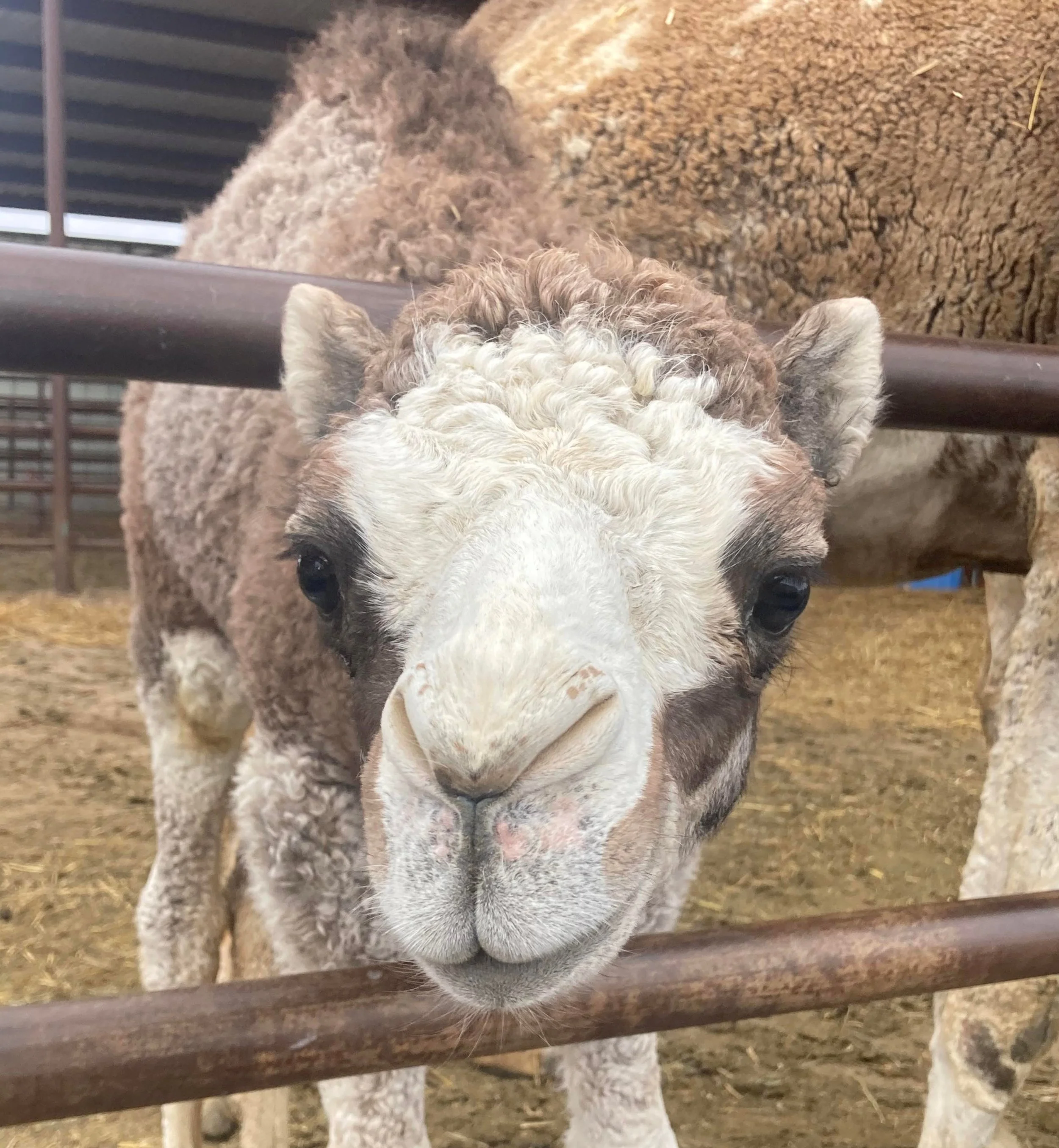 About — Camelot Camel Dairy