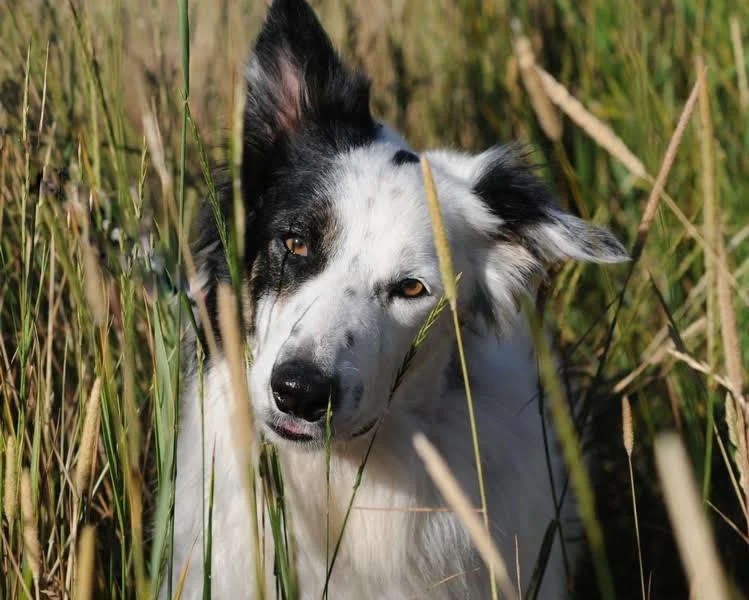 Colorado Herding Dog Rescue