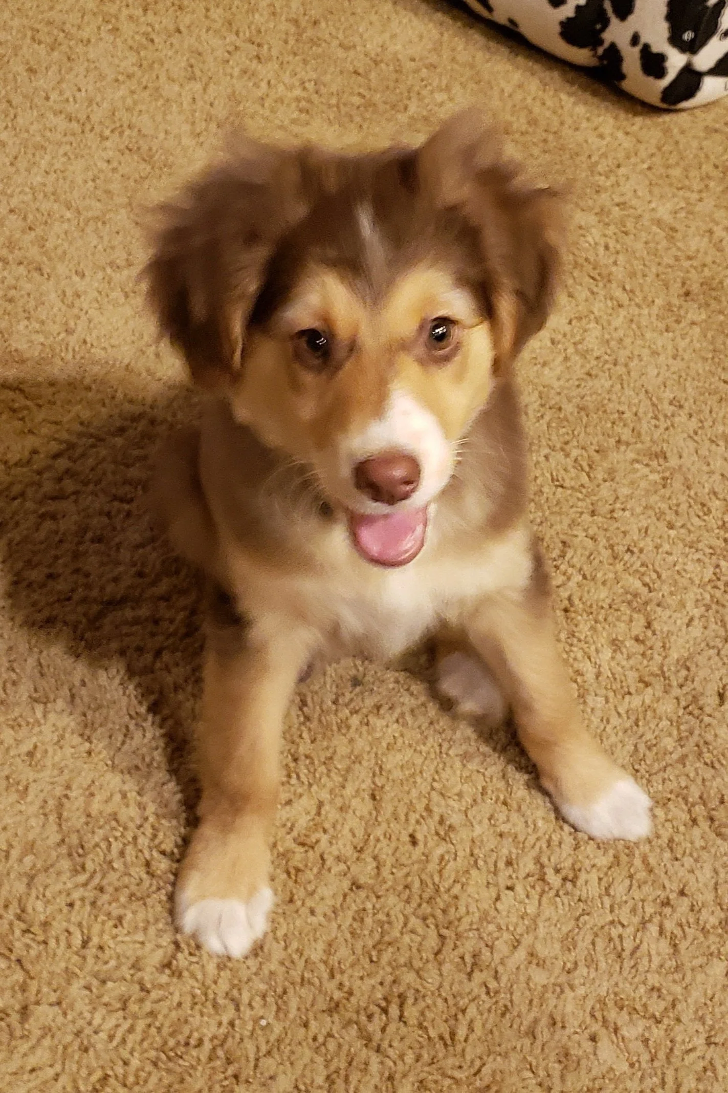 Colorado Herding Dog Rescue