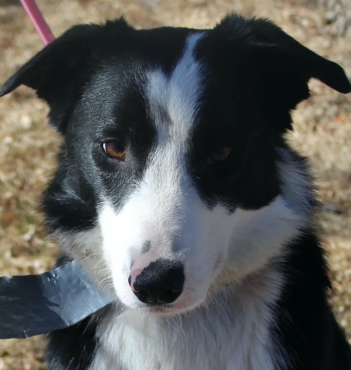 Dogs Available For Adoption — Colorado Herding Dog Rescue